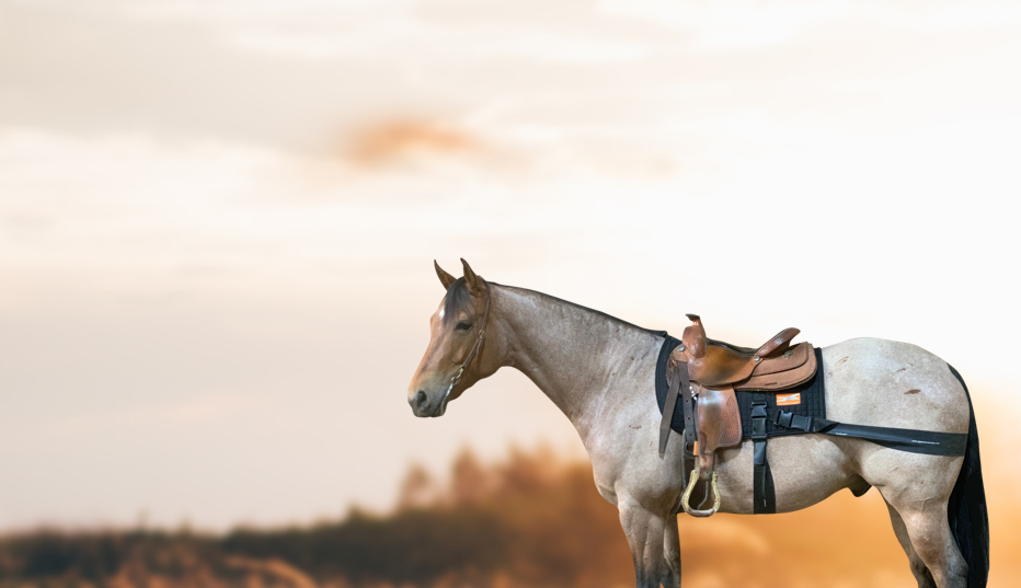 The GENUINE EQUIBAND® PRO SYSTEM for horse core conditioning! *FREE ...