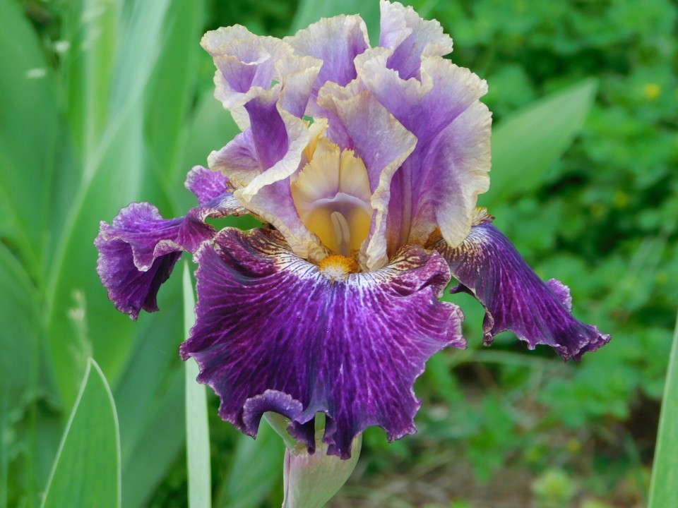 TALL Bearded Iris LET'S BE FRIENDS LOT OF 3 | eBay