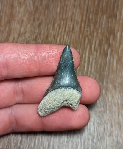 Unbelievably Rare 1.75" Lower Great White Shark Tooth From Bone Valley ...