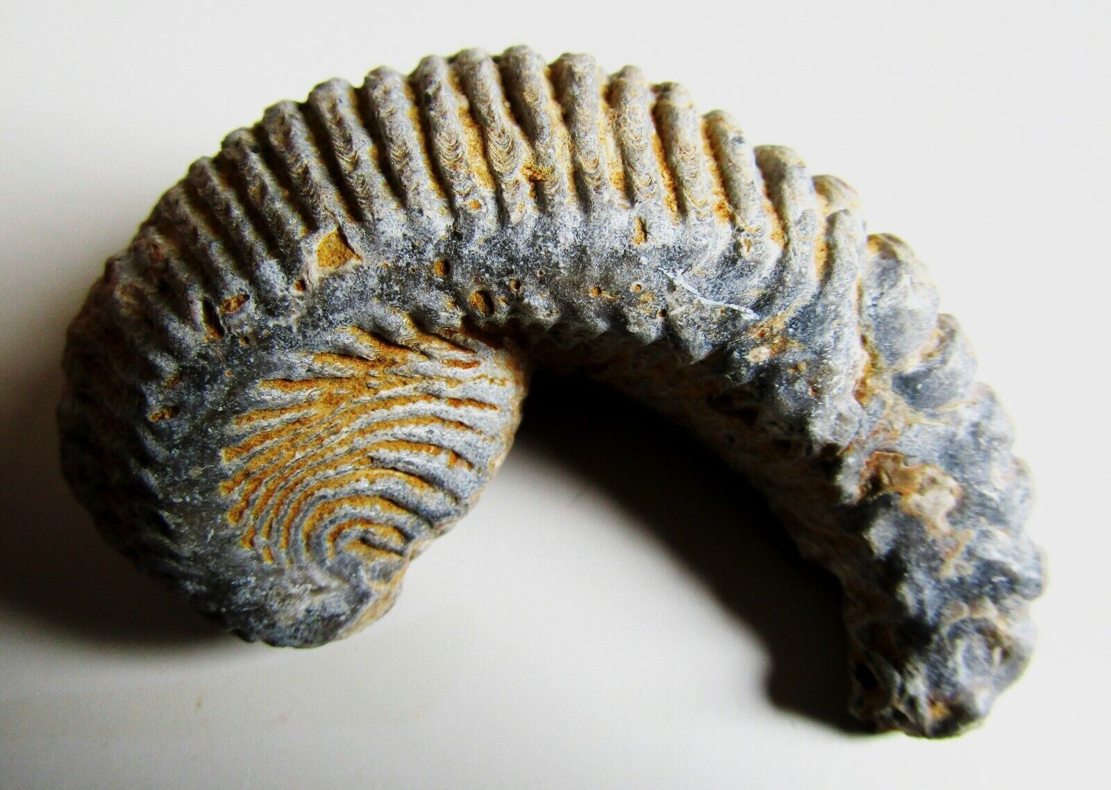 Oyster Fossil WITH VALVES - rack well preserved | eBay