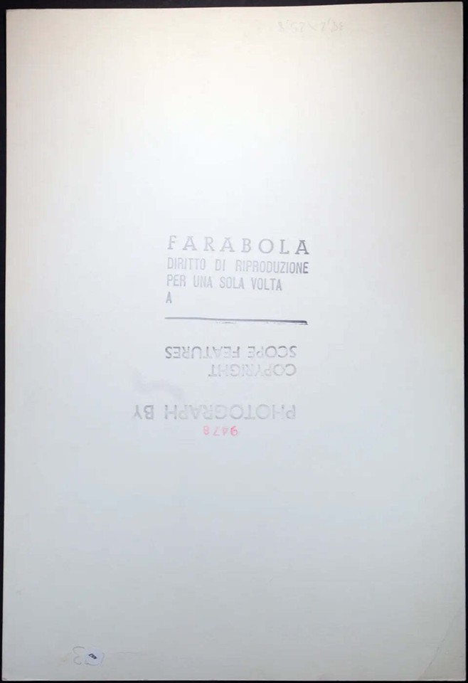 Vintage Press Photo Animals Dog Border Collie Ft 487 - Print 27X37 Cm ...