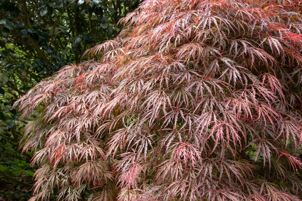 10 Red Dwarf Japanese LACELEAF MAPLE Tree Acer Palmatum Atropurpureum ...
