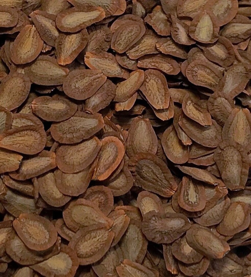 25+ Butterfly Milkweed/Asclepias Tuberosa Seeds- READY FOR FALL/WINTER ...