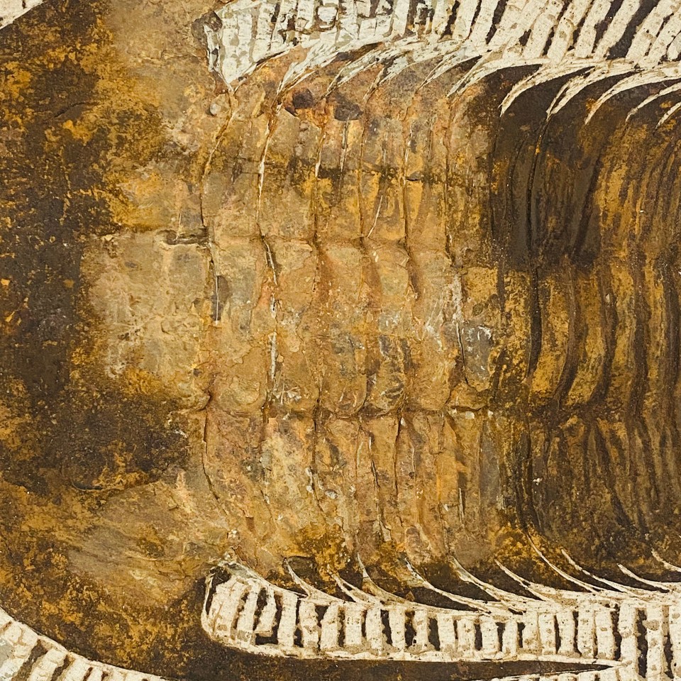 7.94lb Huge Rare Trilobite Fossil Collection Specimen Cambrian Madagascar | eBay