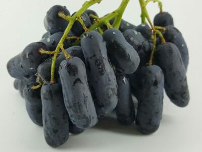 Moon Drop Grape Seedss (Vitis vinifera) 100+ Seedss | eBay