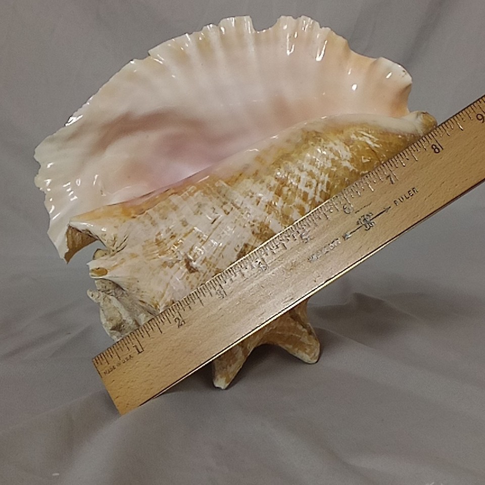 Large 10" Horned Pink Queen Conch KeyWest Island Trumpet Cut Shell ...