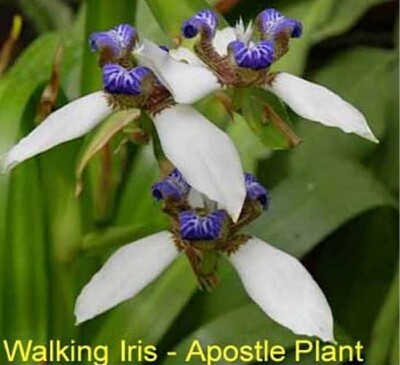 WALKING IRIS - APOSTLE PLANT - 3 Plants - White Flower - 12-16 Inches ...