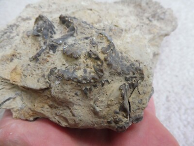 Fossil Chain Coral (Halysites) Wren's Nest (Wenlock Limestone), UK ...