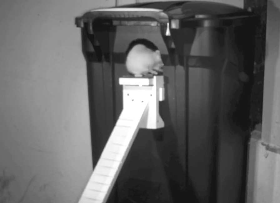 Original Dunk The Rat Trap - Rat & Squirrel Barn Trap - Auto Reset ...