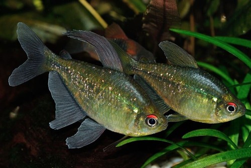 12pk-DIAMOND TETRA - live fish | eBay