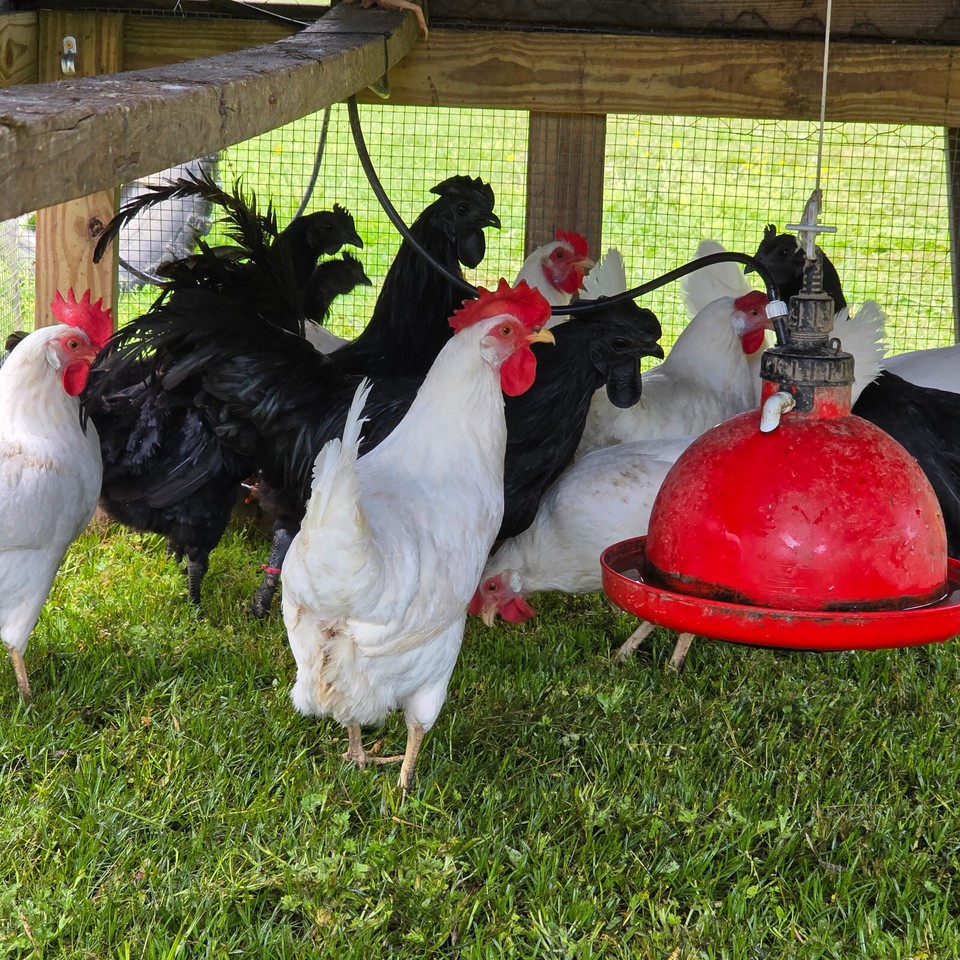 10+ Nichols County Zombie Hatching Eggs | TN NPIP CERTIFIED | eBay