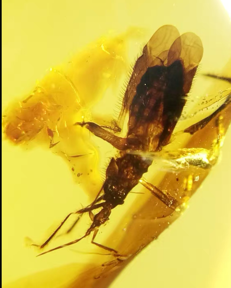 Cretaceous Fossil Burmese amber burmite Stink bug insect amber Fossil ...