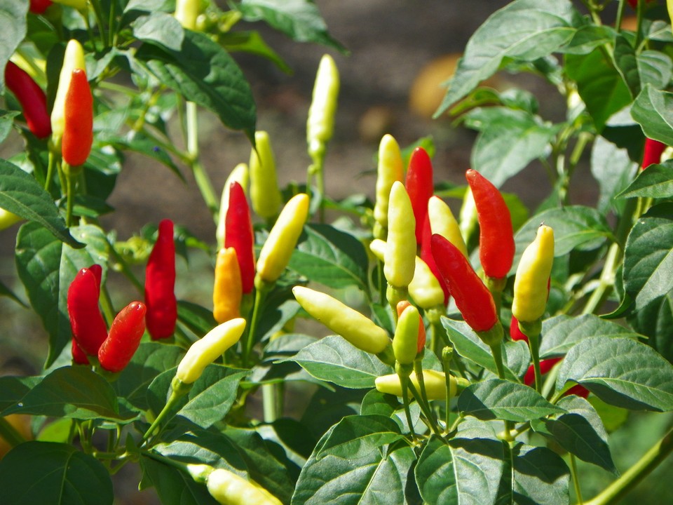 HOT! Florida Grove Pepper Seeds From 100% Organic Plants SUPER HOT! | eBay