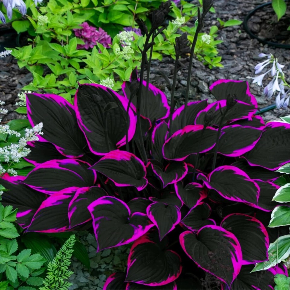 Black Red Hosta Seeds for Planting Grow Easily Hosta Plant Seeds Low ...