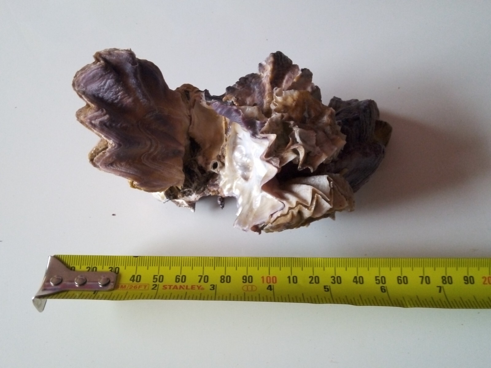 Lopha cristagalli Lopha cristagalli, the cockscomb oyster | eBay Australia