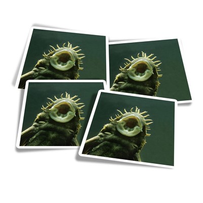 4x Vinyl Stickers Bristlenose Catfish Pleco Fish #52685 | eBay UK