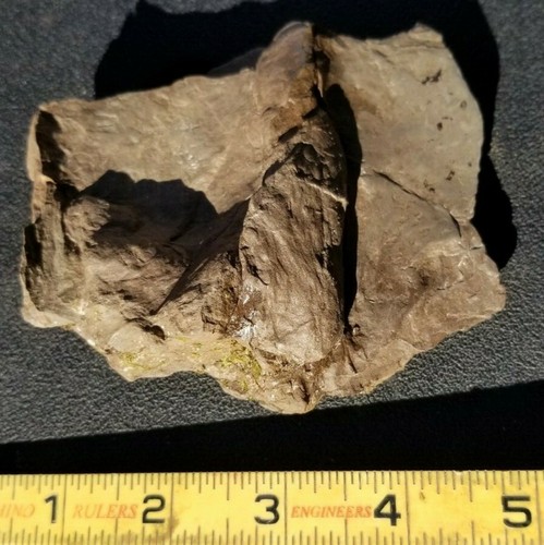 Jurassic Dinosaur Footprint, Anomoepus, High-relief Trace Fossil, Free ...