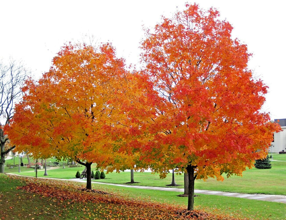 Northern Sugar Maple Tree | Premium Seeds | Acer saccharum 'Fall ...