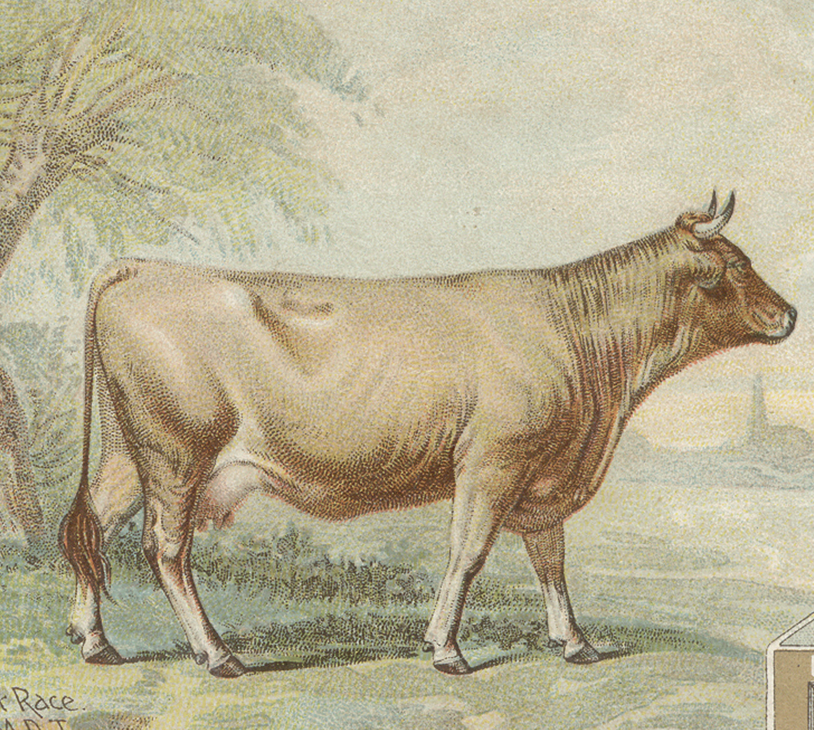 1880's DWIGHT'S COW BRAND SODA TRADE CARD, ABSOLUTELY PURE W/ LIMBURGER ...