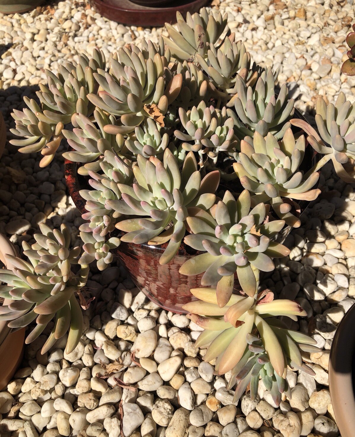 4x Pachyphytum Frostbite Cuttings -Succulent | eBay Australia