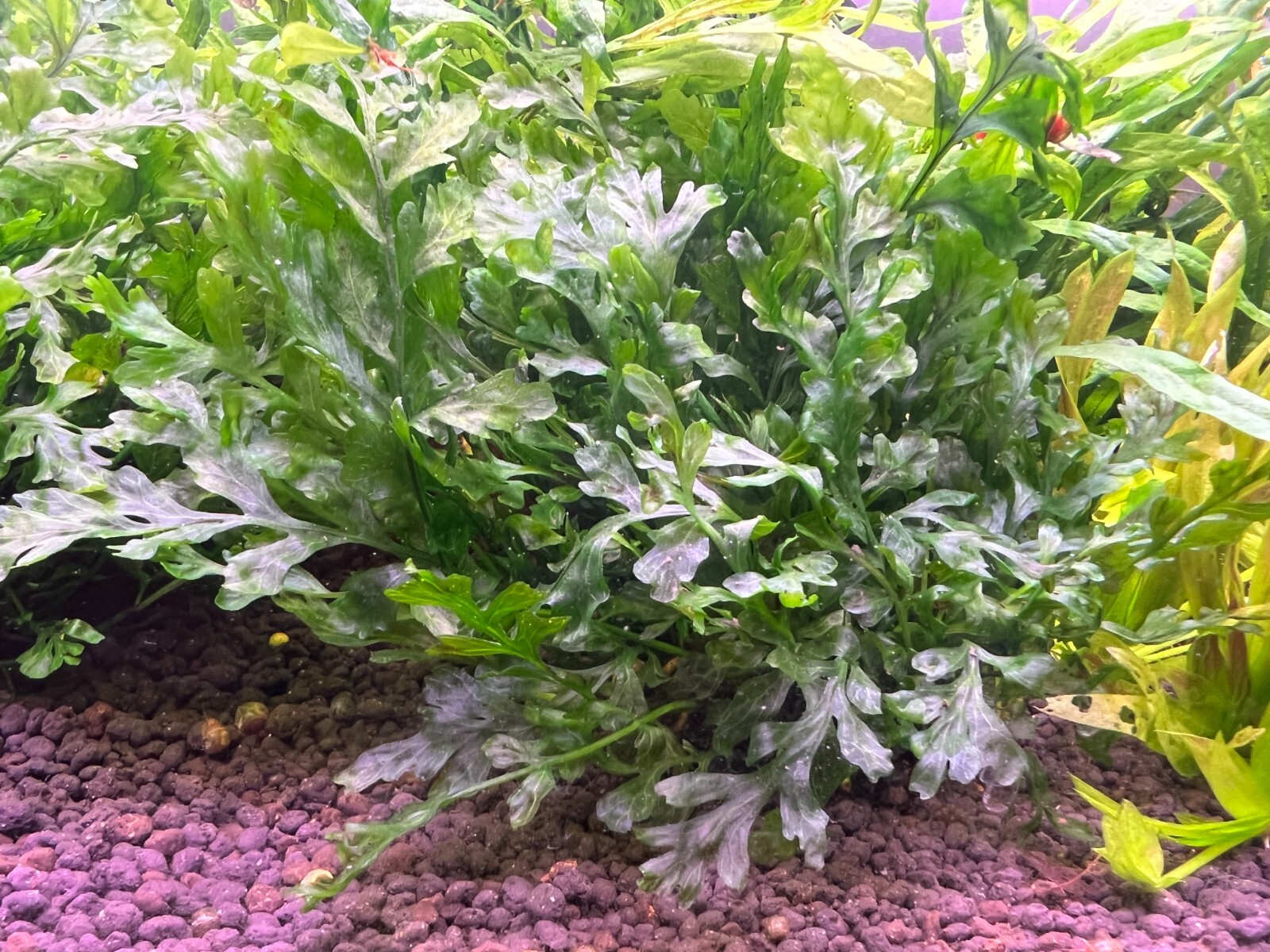 Bolbitis Heudelotii Compact Rare Live Aquarium Plant | eBay