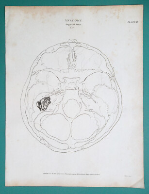 HUMAN ANATOMY Inner Ear Position in Adult Skull - 1808 Antique Print A ...