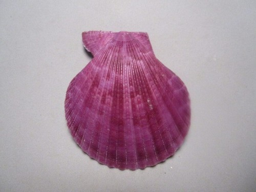 Pecten (Chlamys) senatoria (Gmelin, 1791) "PURPLE!" (70.1mm) | eBay