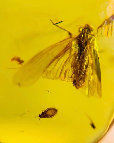 Fossil burmite Cretaceous Burmese amber Stink bug insect fossil amber ...