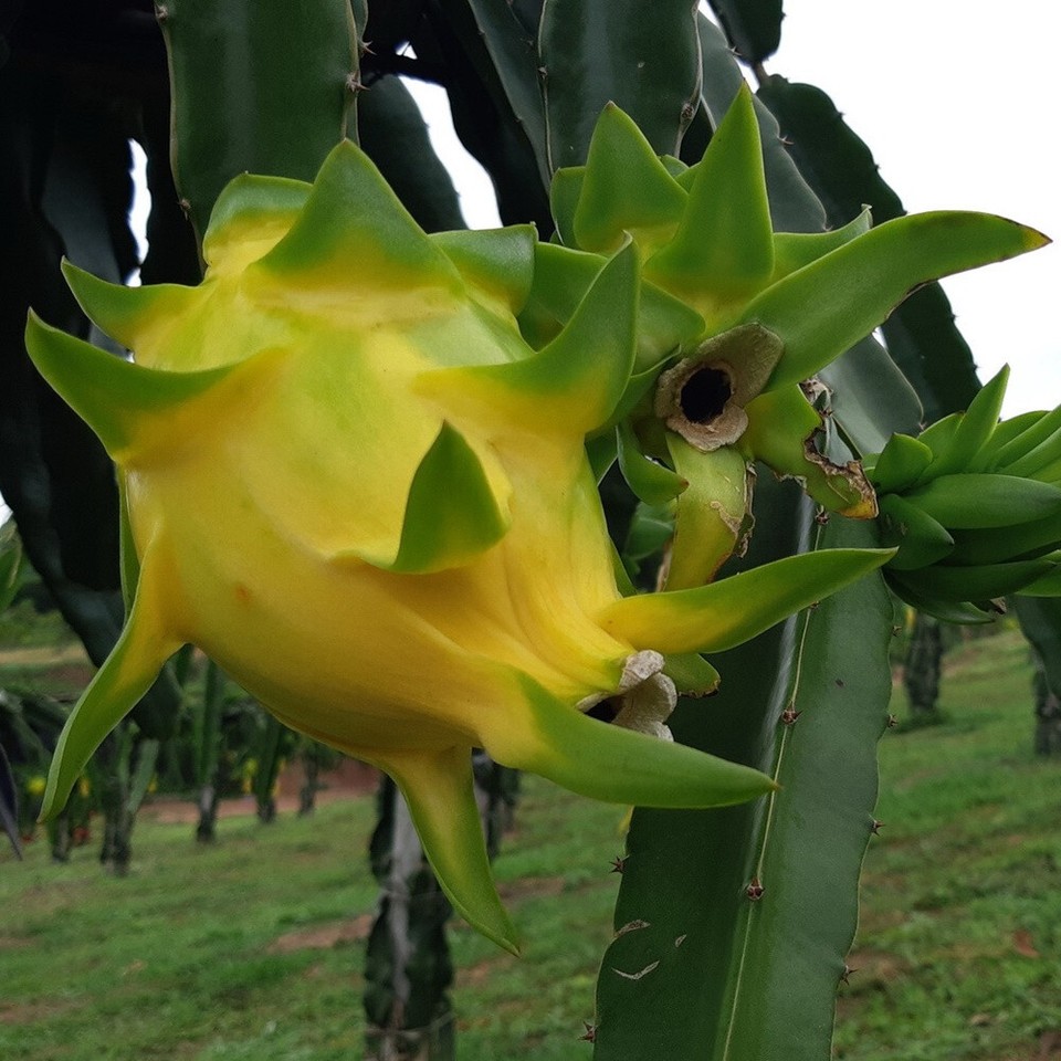 Dragon Fruit Yellow Pitaya Israeli Golden Isis Gold Live Cutting Type ...