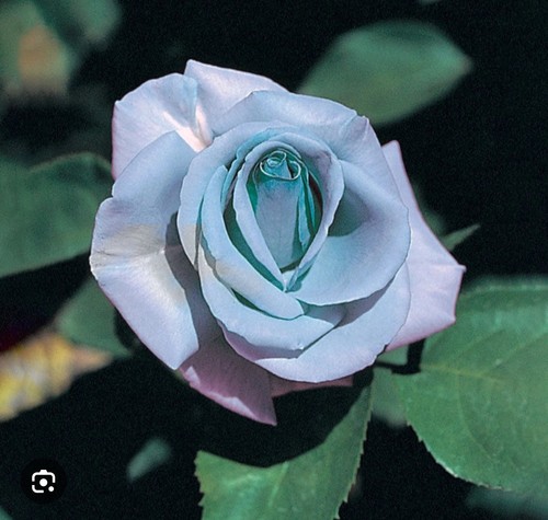 Blue Girl Rose bush Hybrid T Bare Root! Live Starter Plant!! | eBay