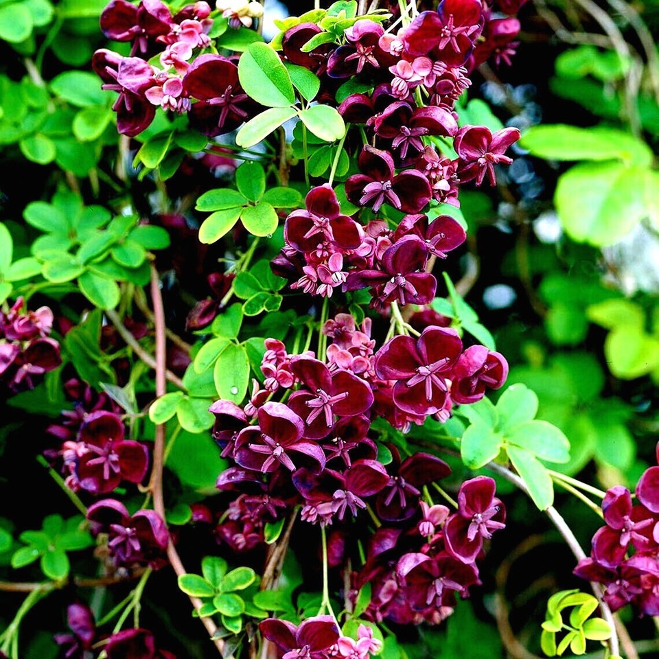 CHOCOLATE VINE SEEDS "3-LEAF" (A. trifoliata) Hardy Fruit Flower ...