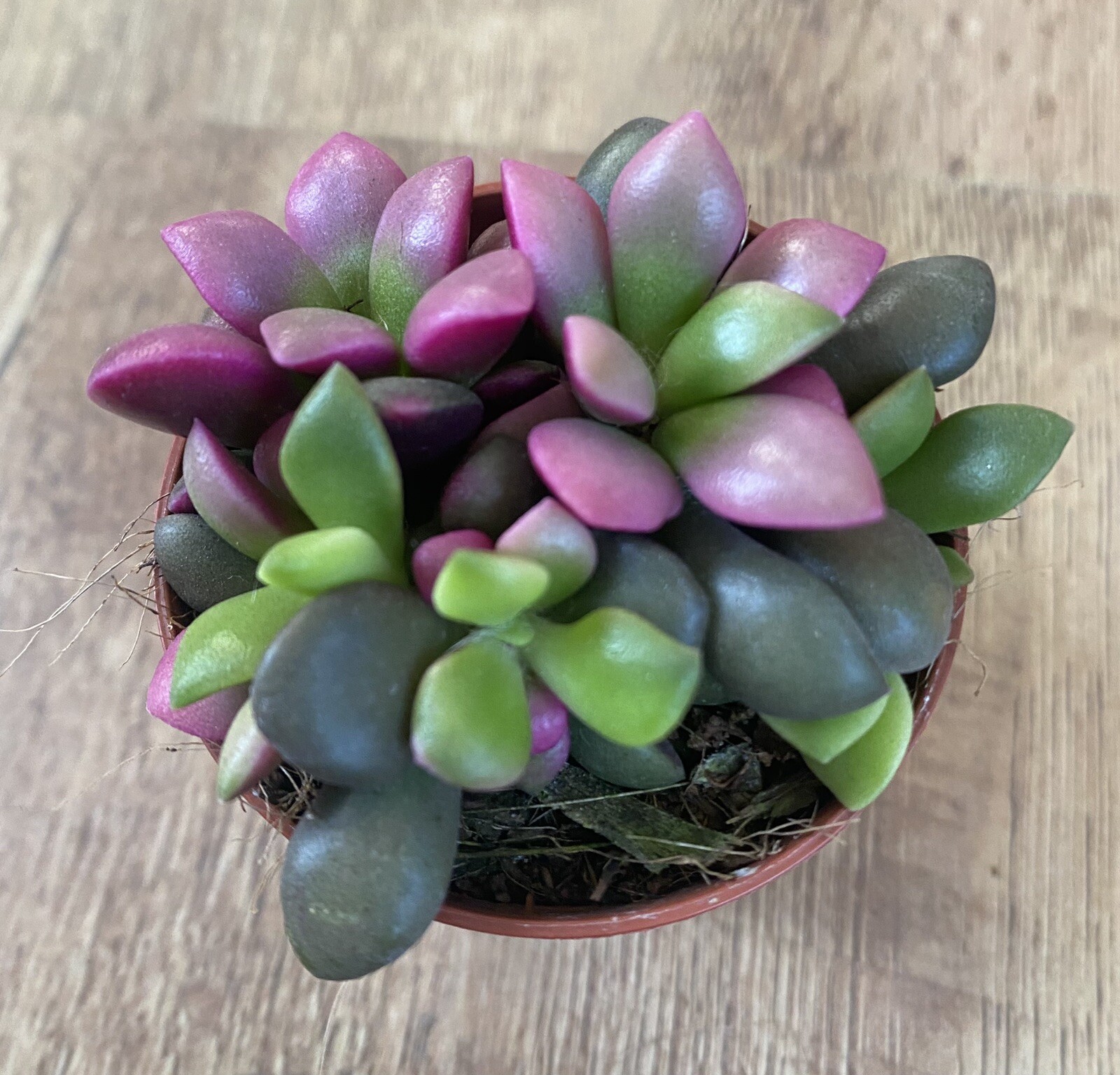 Anacampseros Rufescens ‘Sunrise’ | Succulent Plant | 6cm Pot ...