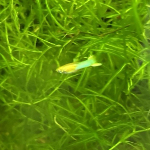 Japan Blue Gold Double Sword Guppy (Poecilia reticulata) (1M/1F) | eBay