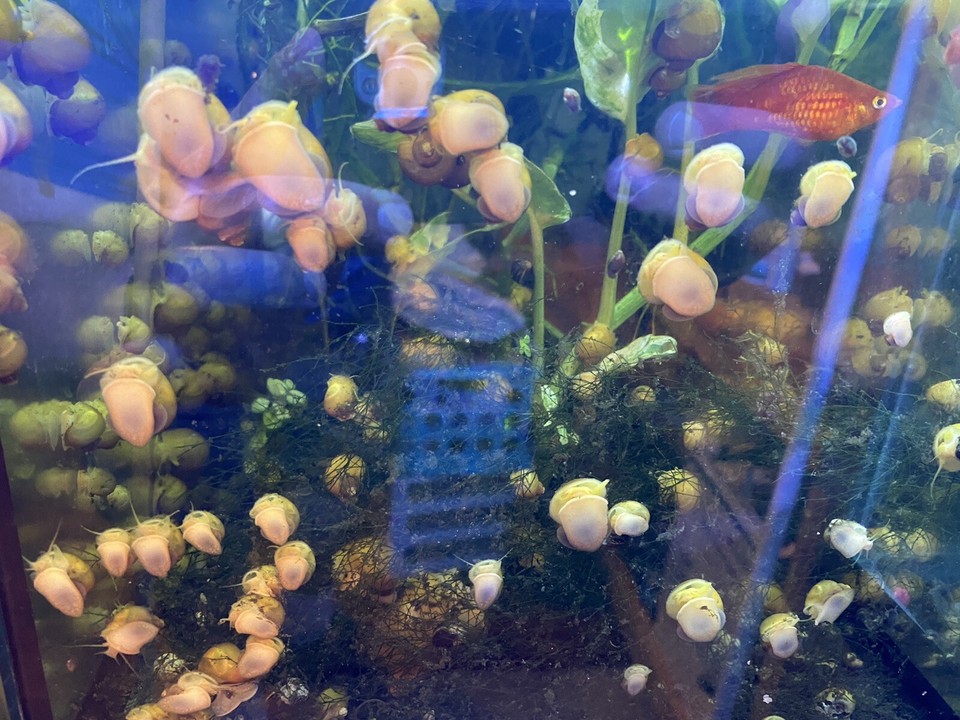 20 Mystery Snails Mixed (Pomacea Bridgesii) Live Freshwater Snail US ...