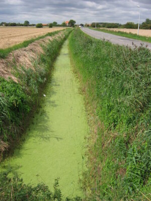 Photo 6x4 Drain Alongside The A1031 Ludney/TF3995 c2007 | eBay UK