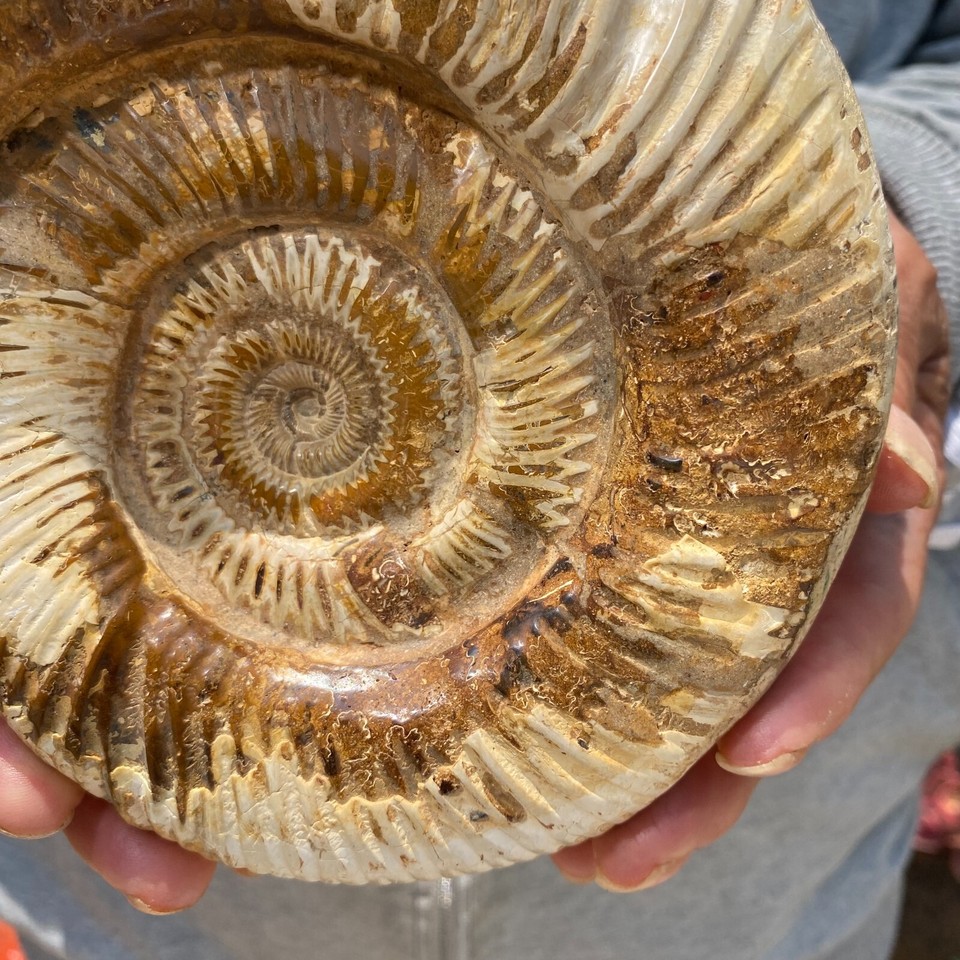 1110g Large Natural Raw Ammonite Fossil Display Collection Specimen ...