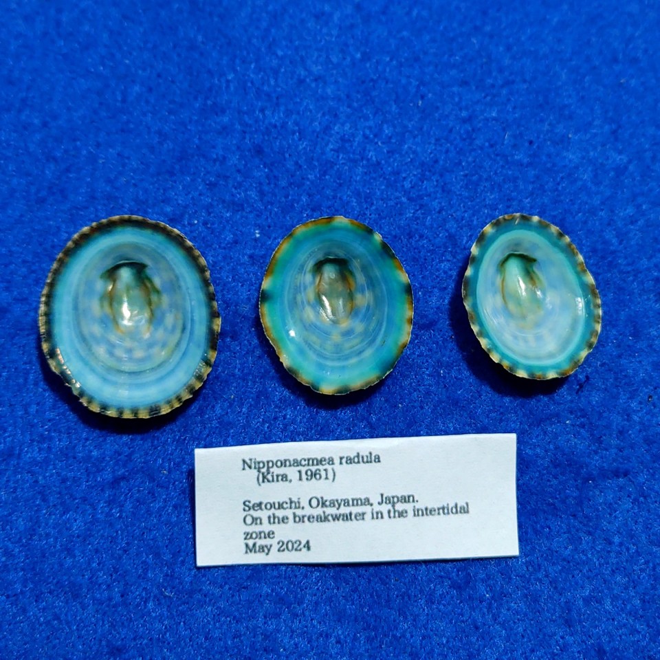 Nipponacmea radula 27-23mm Limpet shell Sea shells | eBay