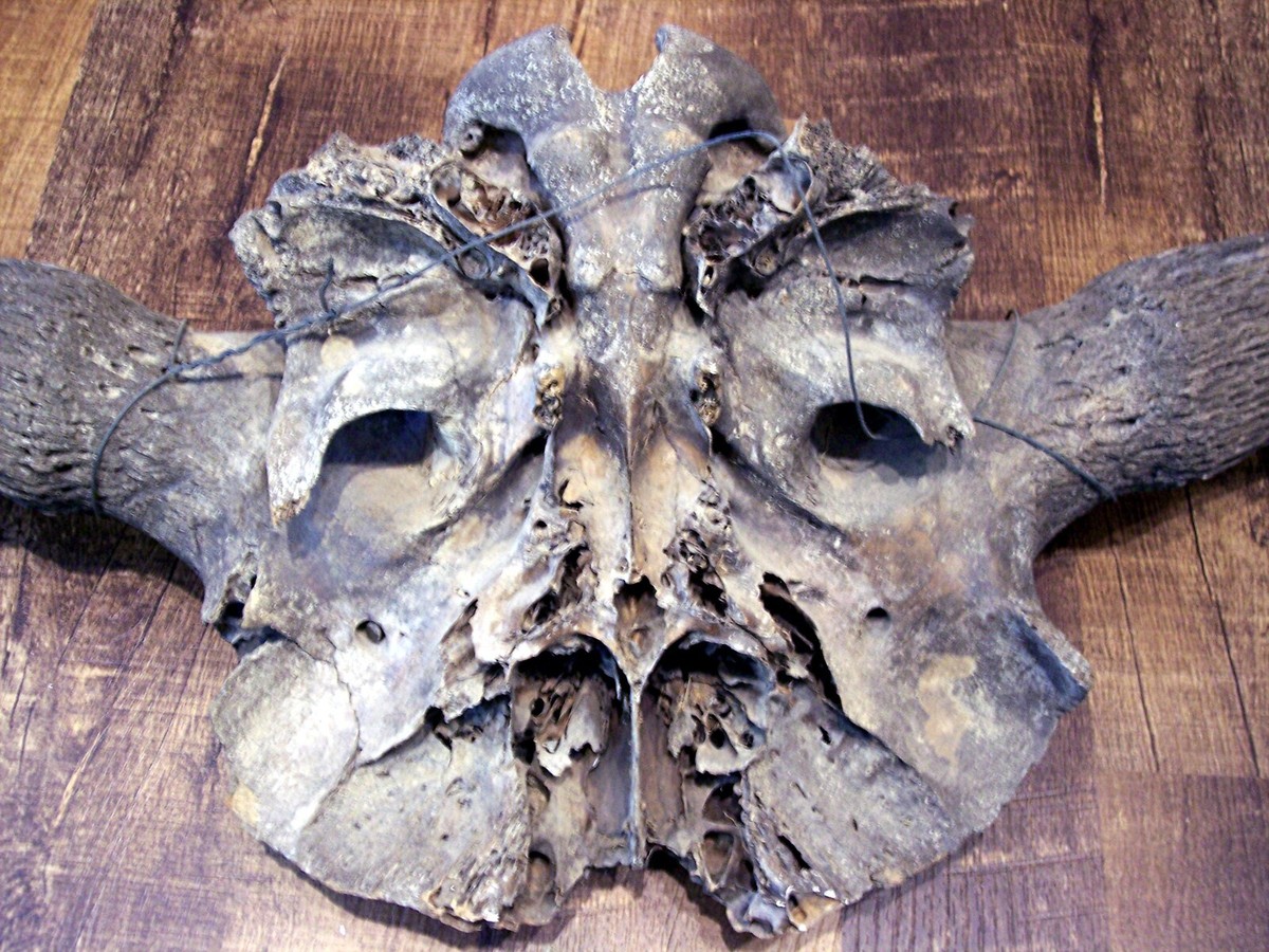 Bison Antiquus Skull