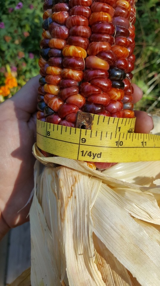 Rare Giant Indian Corn Seeds X50!Colorful Massive Ears,Ornamental!Easy ...