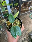 Rare Hoya Plants! Hoya sp timor | eBay