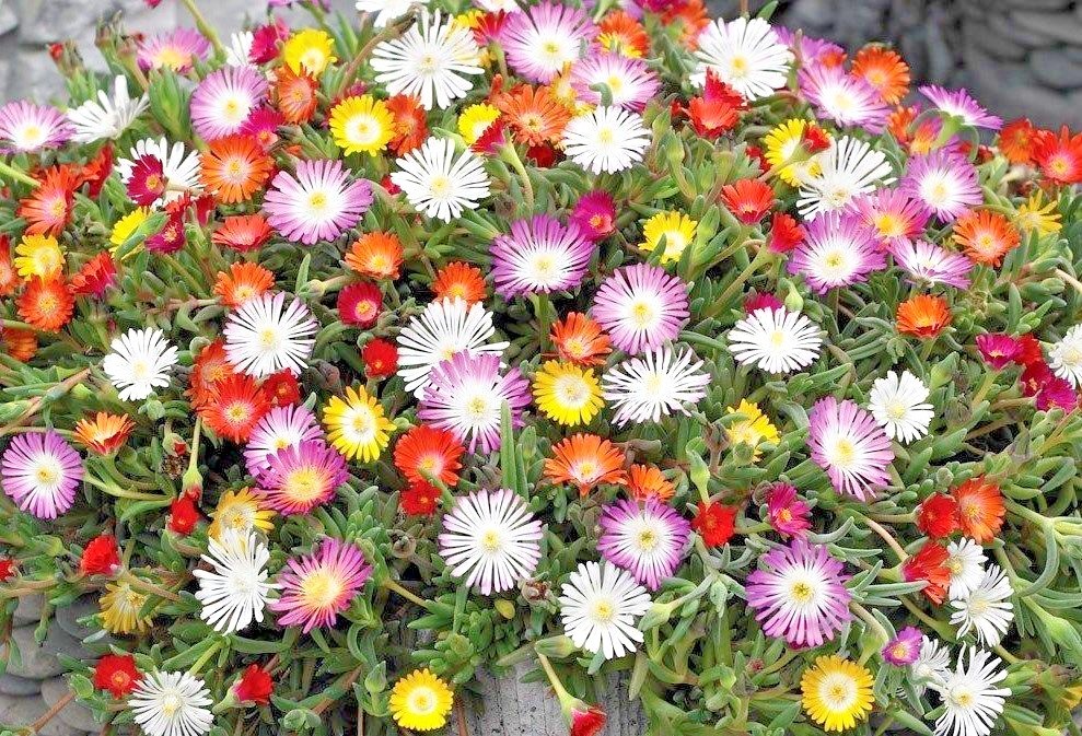 8000+ICE PLANT MIX Flower Seeds Groundcover Drought Heat Poor Soils ...