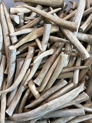 Whitetail Deer Antler Tines - (12) Pack 3” - 4” Pen Blanks - Tines ...
