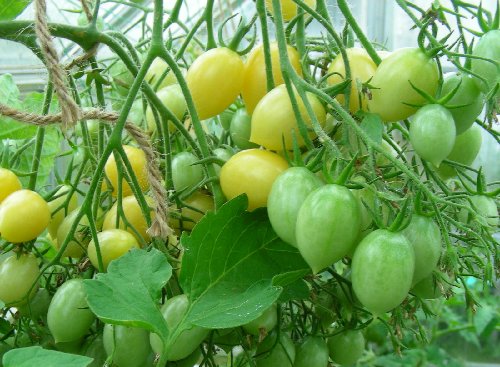 Barry's Crazy Cherry : Multiflora Tomato : 20 Seeds | eBay