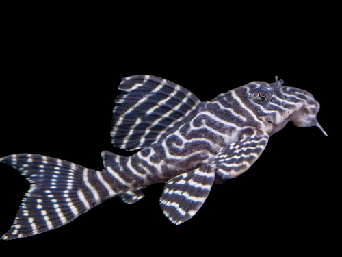Large L-333 King Tiger Pleco (Pseudorinelepis Geribarbis) 3-4" | eBay