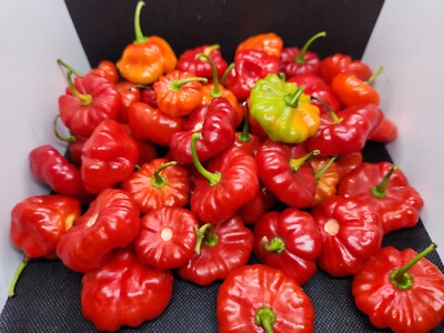 30 Seeds, Aji Dulce Puerto Rico, 100% Organic, Gustoso, Cachucha, No ...