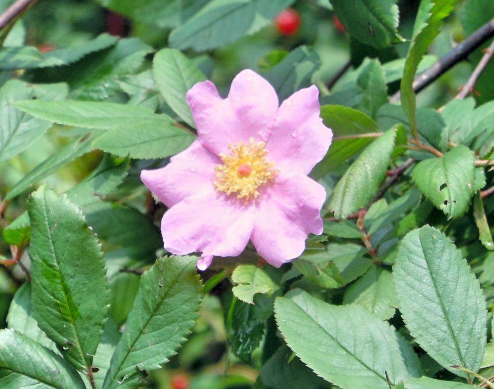 Rosa palustris Swamp Rose 15 seeds | eBay