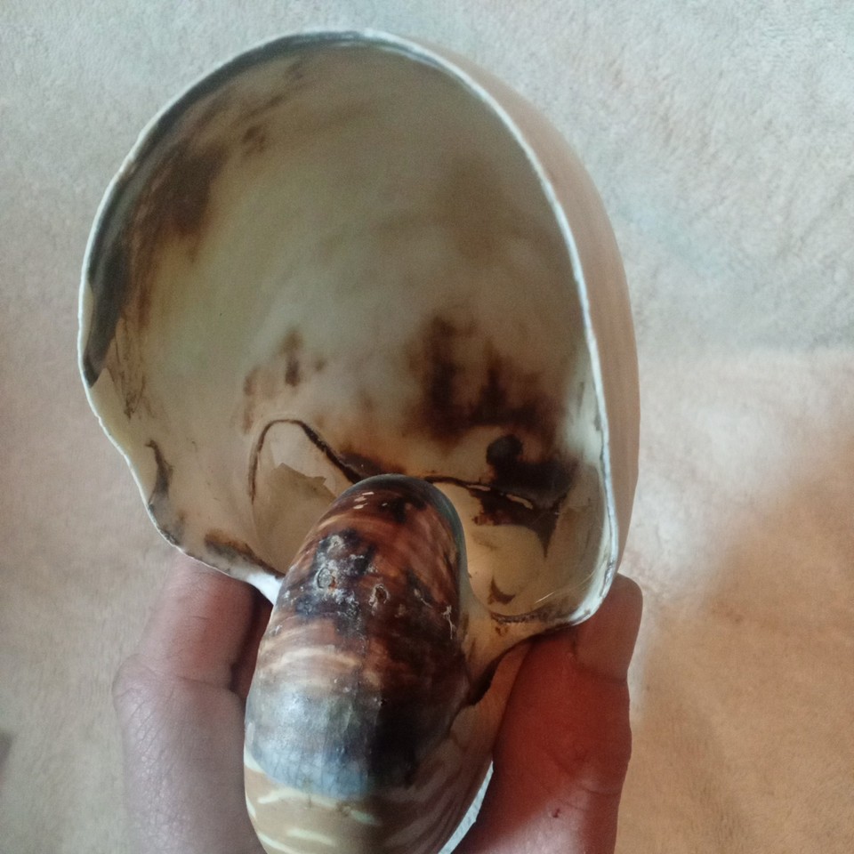 Real Tiger Chambered Nautilus Shell Natural Brown Rare Real Seashell 6 ...