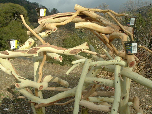 HUGE Double MACAW AF GRAY Sandblasted Manzanita Parrot Tree Stand bird ...