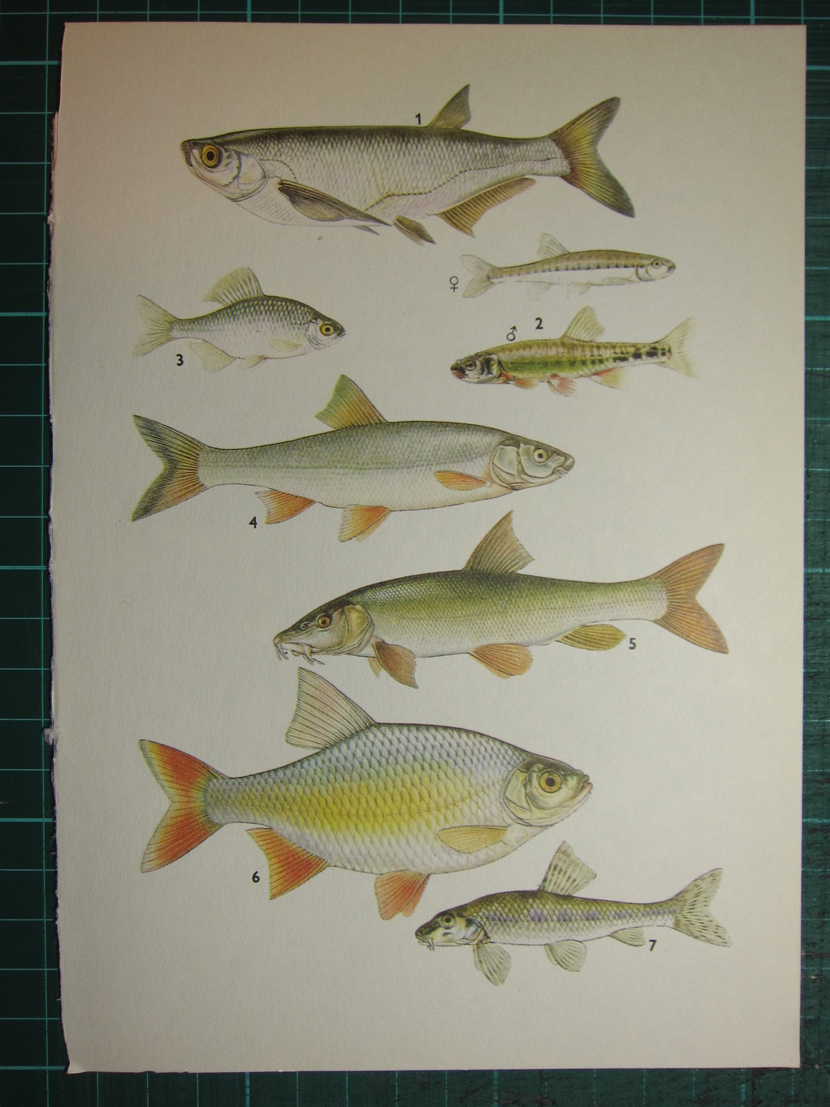 VINTAGE NATURAL HISTORY PRINT ~ MINNOW NASE GUDGEON RUDD BARBEL | eBay