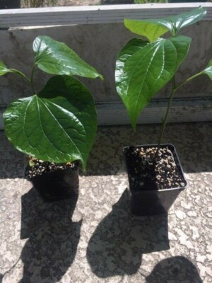 PIPER SARMENTOSUM (LOLOT/WILD PEPPER/WILD BETEL LEAF) | eBay